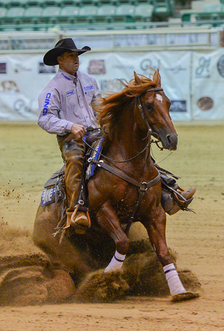 Rice Performance Horses | Mr Stylish Cat